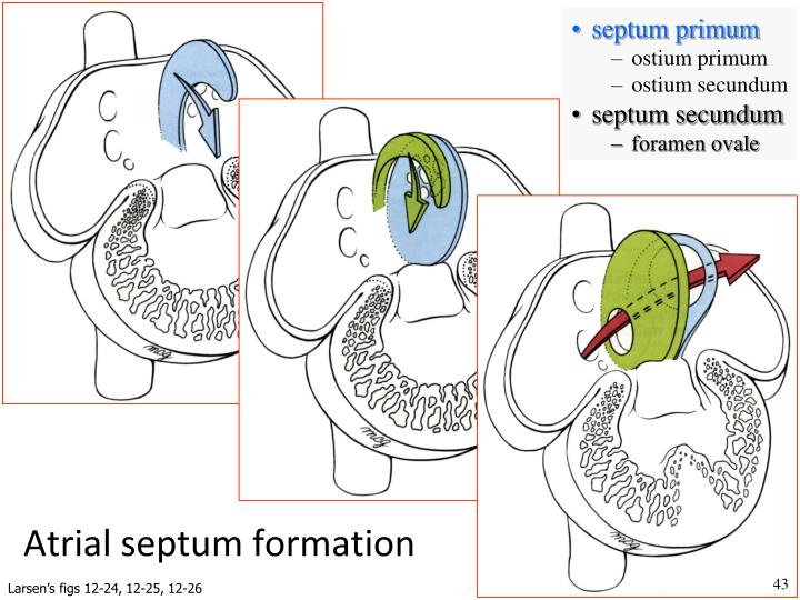 PPT - Cardiovascular Development PowerPoint Presentation - ID:3403463