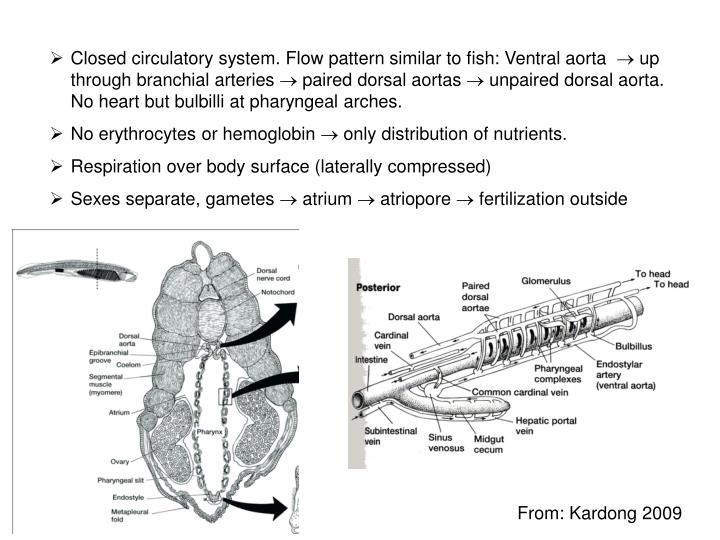 PPT - Urochordata PowerPoint Presentation - ID:3403746