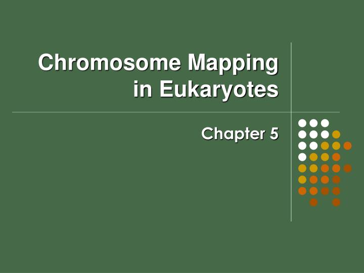 PPT - Chromosome Mapping in Eukaryotes PowerPoint Presentation, free ...