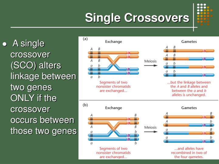 PPT - Chromosome Mapping in Eukaryotes PowerPoint Presentation - ID:3404433