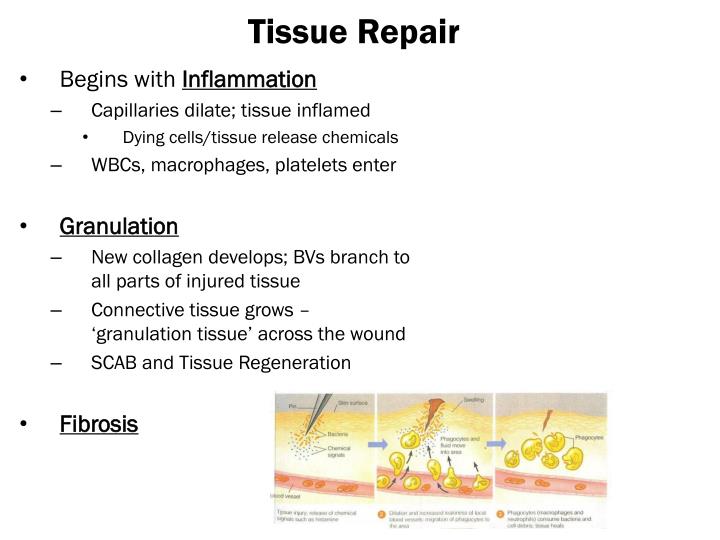 PPT - Connective Tissue, Specialized Tissue and Repair PowerPoint ...