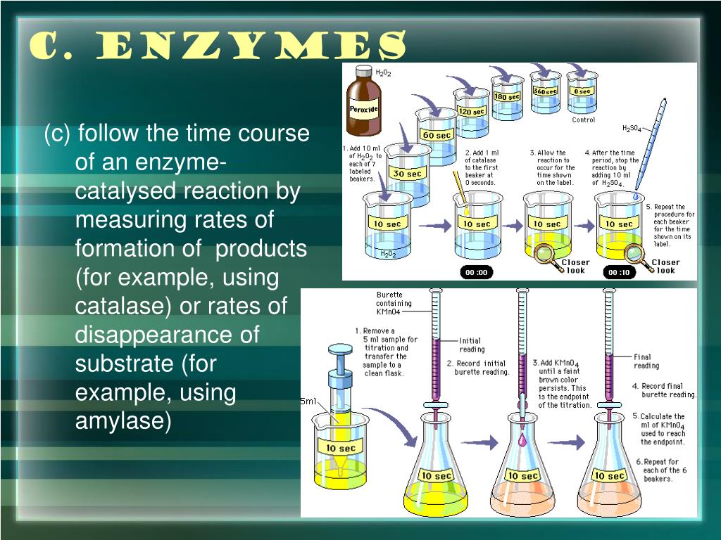 PPT - AICE Biology Lab Review: Biological Molecules & Enzymes ...
