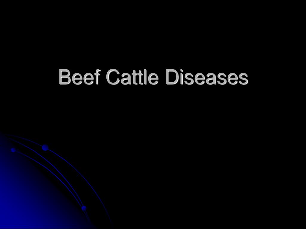 Ppt Beef Cattle Diseases Powerpoint Presentation Free Download Id3405413