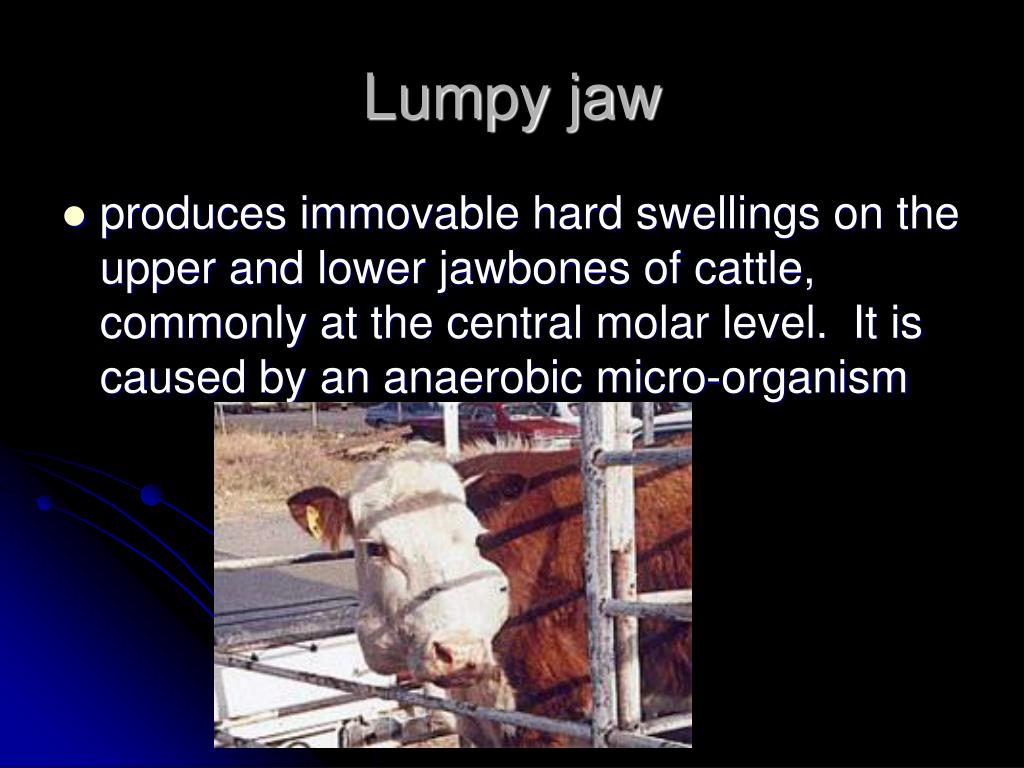 Ppt Beef Cattle Diseases Powerpoint Presentation Free Download Id3405413