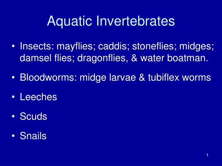PPT - Aquatic Invertebrates PowerPoint Presentation, free download - ID ...