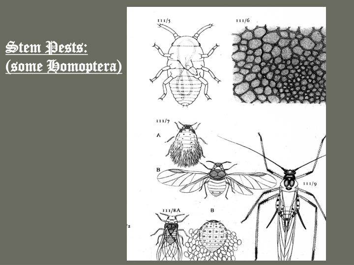 PPT - Stem Pests: (some Homoptera) PowerPoint Presentation, free ...