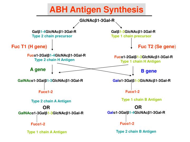 PPT - BLOOD GROUPS ABO AND Rh Serology PowerPoint Presentation - ID:3406614