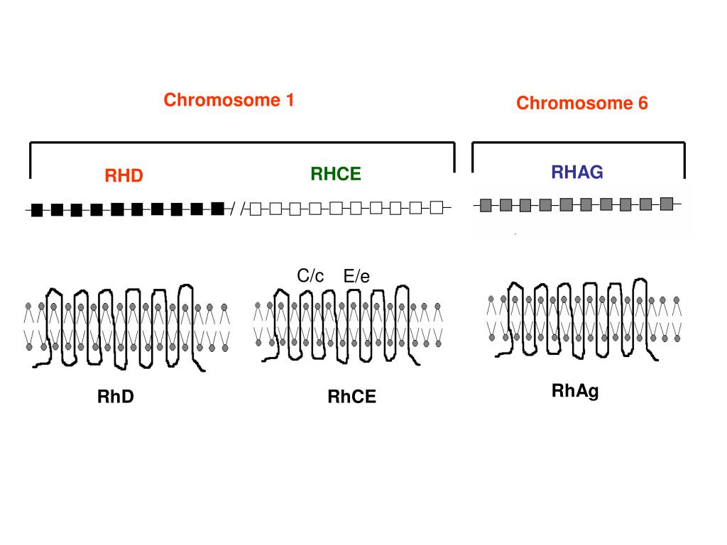PPT - BLOOD GROUPS ABO AND Rh Serology PowerPoint Presentation, free ...