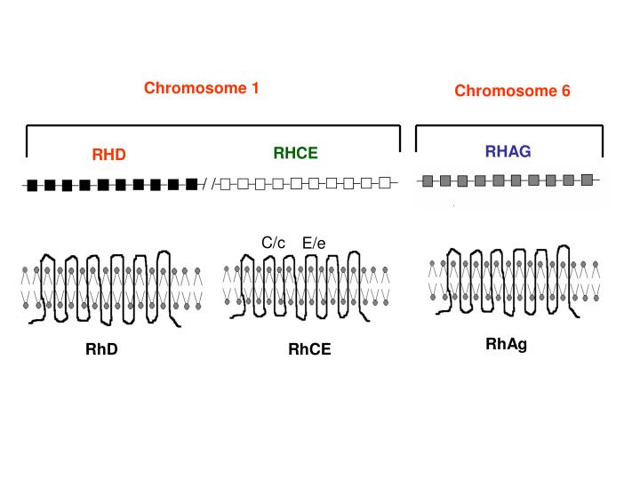 PPT - BLOOD GROUPS ABO AND Rh Serology PowerPoint Presentation - ID:3406614