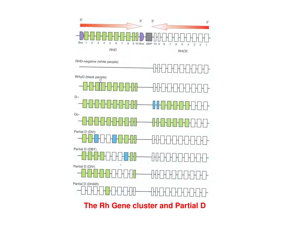 PPT - BLOOD GROUPS ABO AND Rh Serology PowerPoint Presentation, free ...