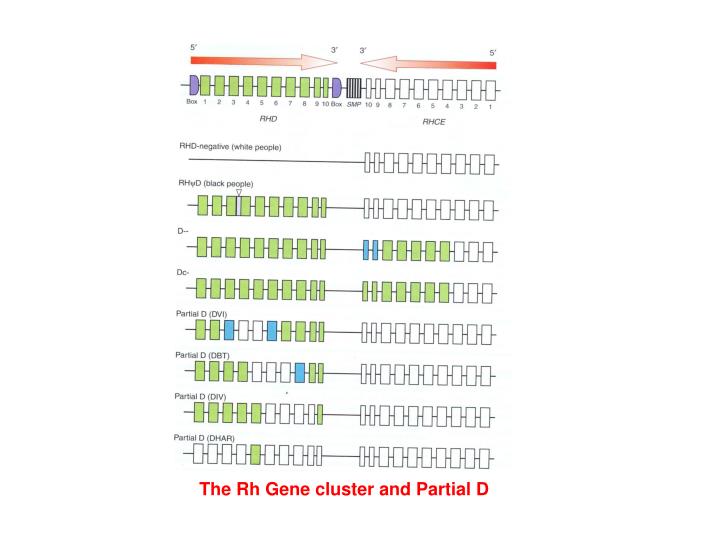PPT - BLOOD GROUPS ABO AND Rh Serology PowerPoint Presentation - ID:3406614