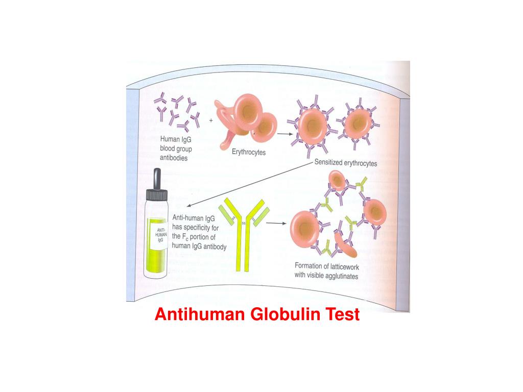 PPT - BLOOD GROUPS ABO AND Rh Serology PowerPoint Presentation, free ...