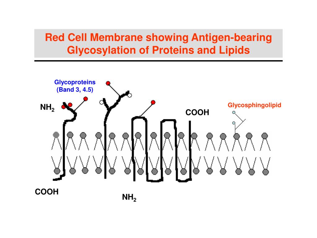 PPT - BLOOD GROUPS ABO AND Rh Serology PowerPoint Presentation, free ...