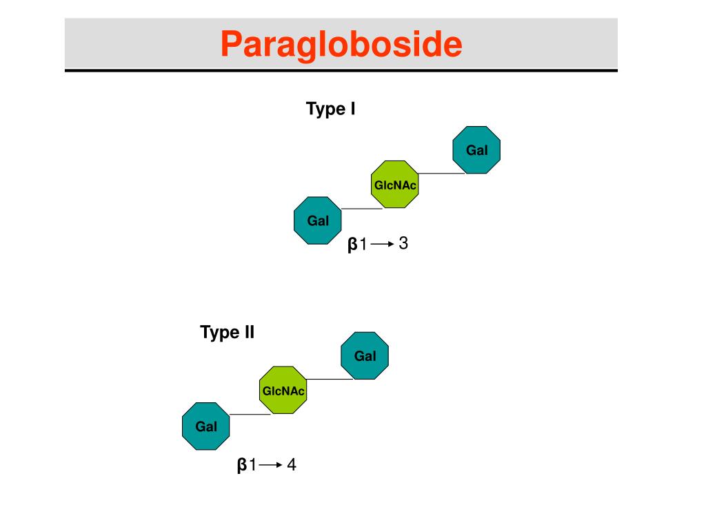 PPT - BLOOD GROUPS ABO AND Rh Serology PowerPoint Presentation, free ...