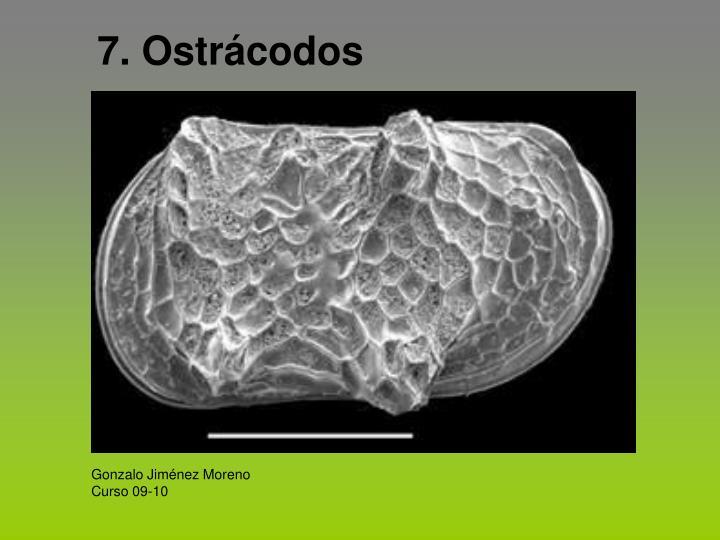 PPT - 7. Ostrácodos PowerPoint Presentation, free download - ID:3406871