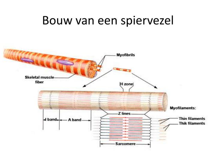 PPT - Spieren PowerPoint Presentation - ID:3407185