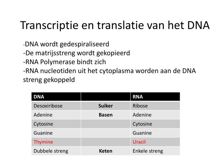 PPT - Transcriptie en translatie van het DNA PowerPoint Presentation ...