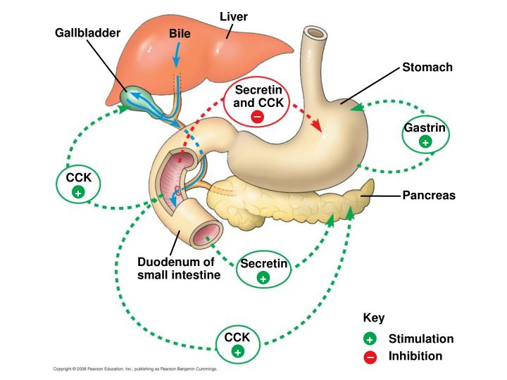 PPT - Finishing Digestion #1 STOMACH PowerPoint Presentation - ID:3407904