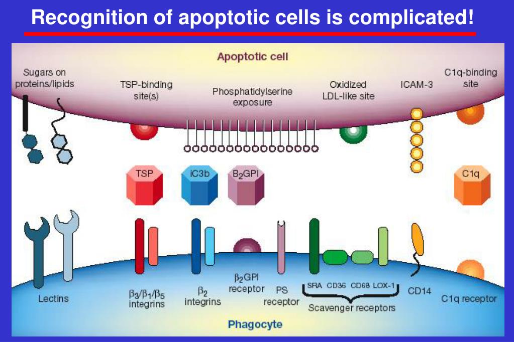 Ppt Apoptotic Cell Clearance And The Resolution Of Inflammation