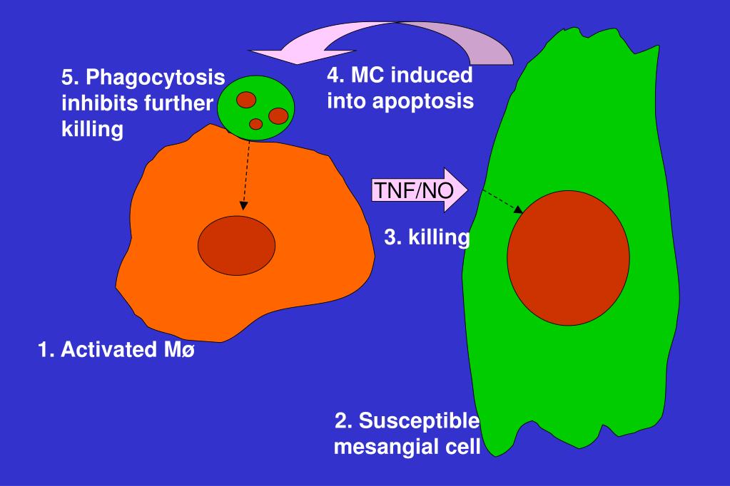 Ppt Apoptotic Cell Clearance And The Resolution Of Inflammation