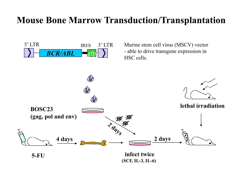 PPT - Signal transduction and transcription regulation in the ...