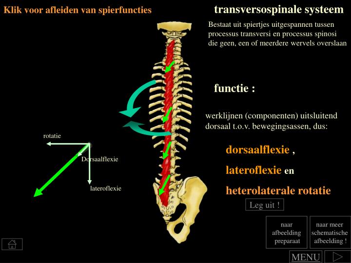 PPT - Spierfuncties “Romp” PowerPoint Presentation - ID:3410262