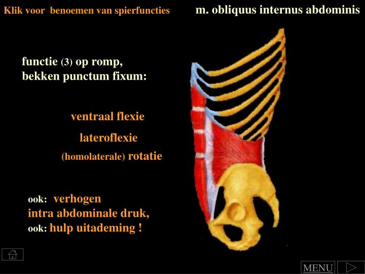 PPT - Spierfuncties “Romp” PowerPoint Presentation - ID:3410262