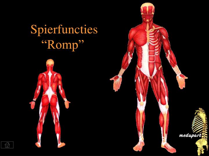 PPT - Spierfuncties “Romp” PowerPoint Presentation, free download - ID ...