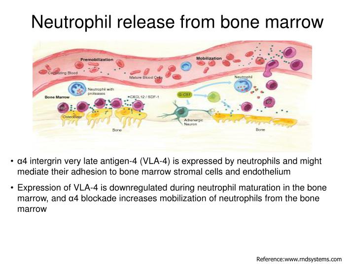 PPT - Neutrophil PowerPoint Presentation - ID:3410347