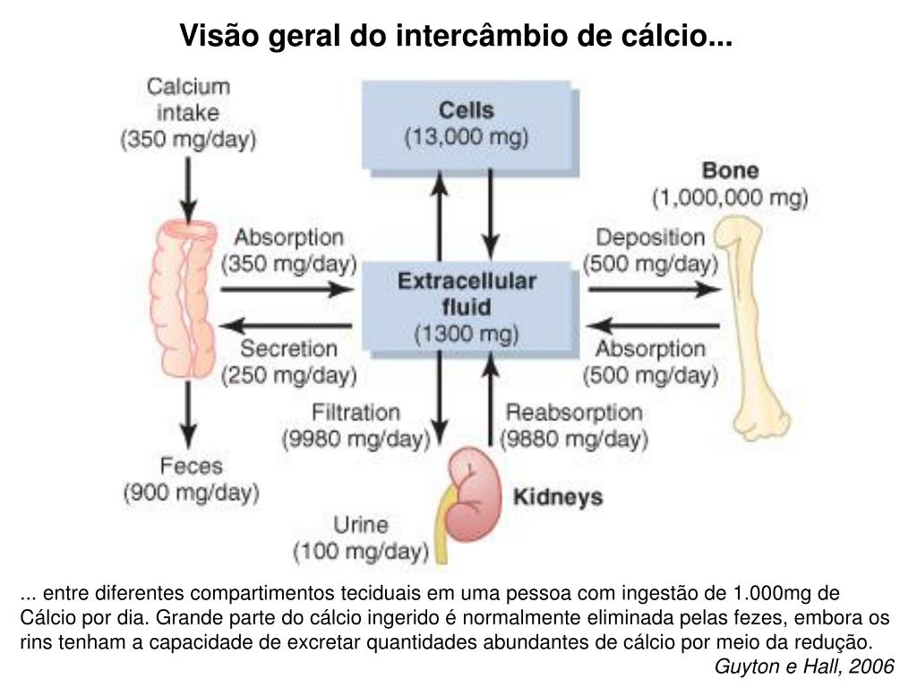 PPT - Fisiologia do Sistema Endócrino Regulação endócrina da Calcemia ...