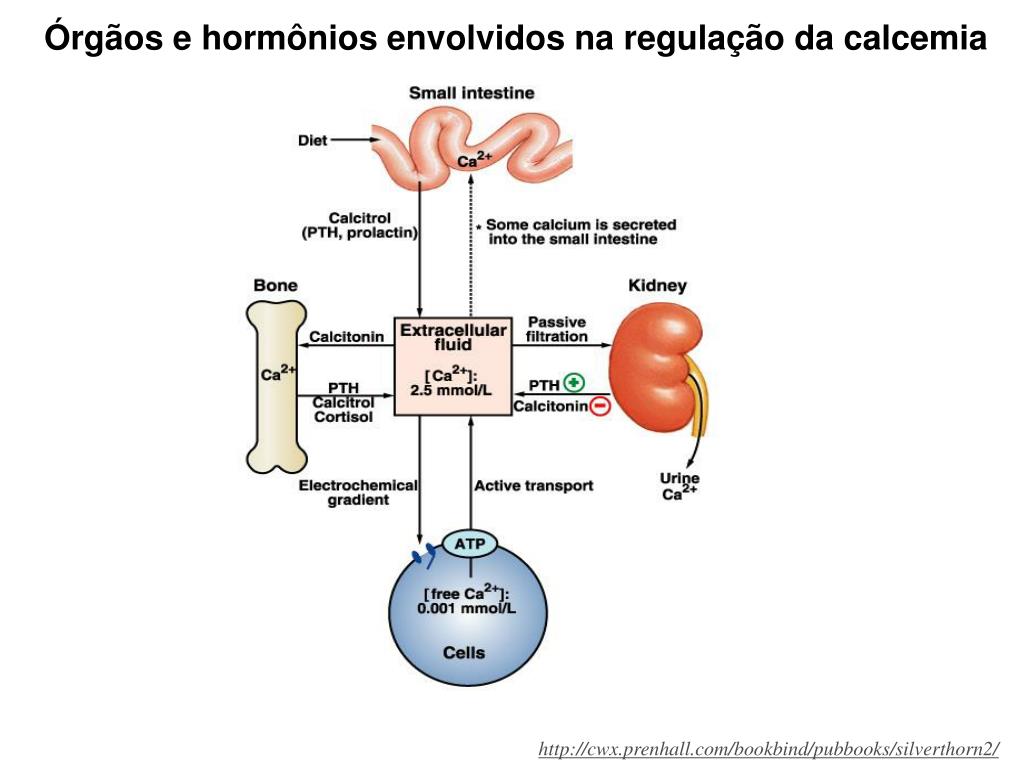 PPT - Fisiologia do Sistema Endócrino Regulação endócrina da Calcemia ...