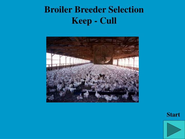 PPT - Broiler Breeder Selection Keep - Cull PowerPoint Presentation ...