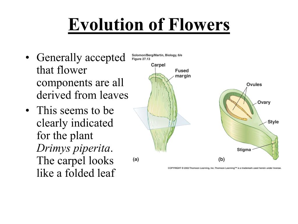 PPT - Green Plants PowerPoint Presentation, free download - ID:3411285