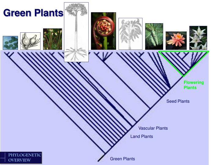PPT - Green Plants PowerPoint Presentation, free download - ID:3411285