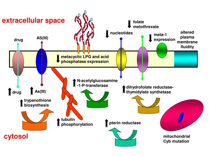 PPT - cytosol PowerPoint Presentation, free download - ID:3411326
