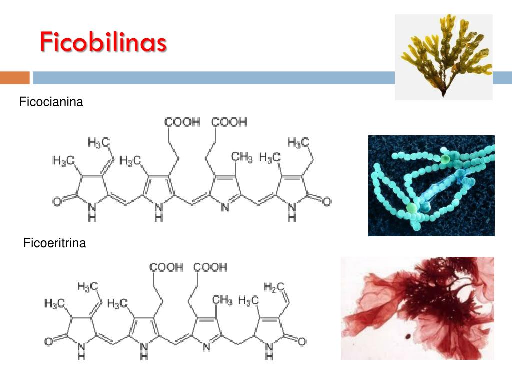 PPT - TEMA 8B. El metabolismo (Anabolismo) PowerPoint Presentation ...