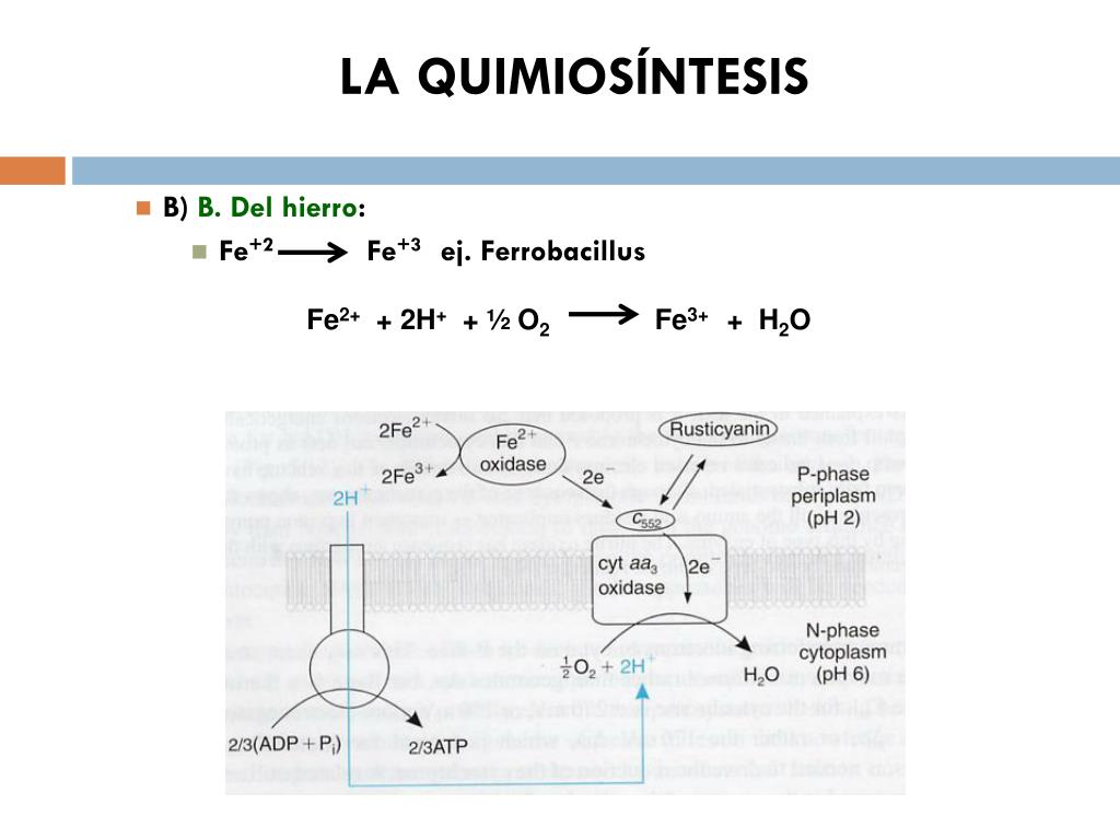 PPT - TEMA 8B. El metabolismo (Anabolismo) PowerPoint Presentation ...