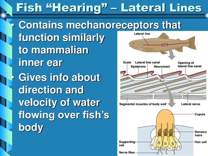 PPT - The Nervous System AP Biology PowerPoint Presentation - ID:3411555