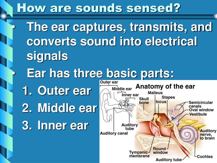 PPT - The Nervous System AP Biology PowerPoint Presentation - ID:3411555