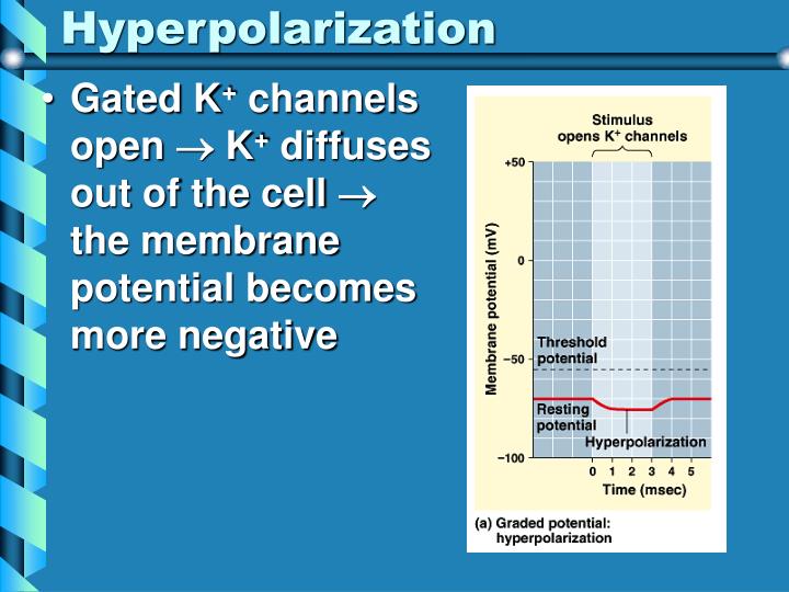 PPT - The Nervous System AP Biology PowerPoint Presentation - ID:3411555