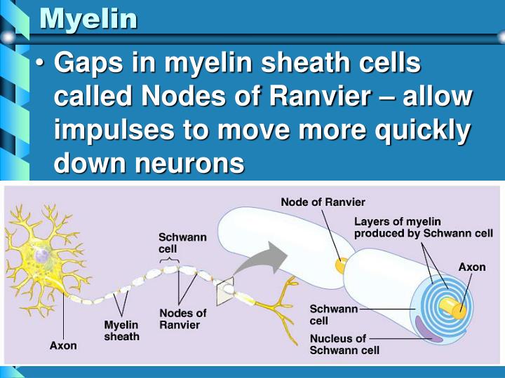 PPT - The Nervous System AP Biology PowerPoint Presentation - ID:3411555