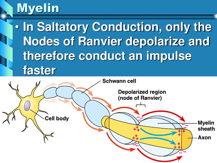 PPT - The Nervous System AP Biology PowerPoint Presentation - ID:3411555