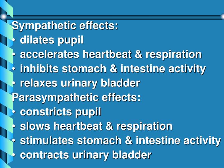 PPT - The Nervous System AP Biology PowerPoint Presentation - ID:3411555