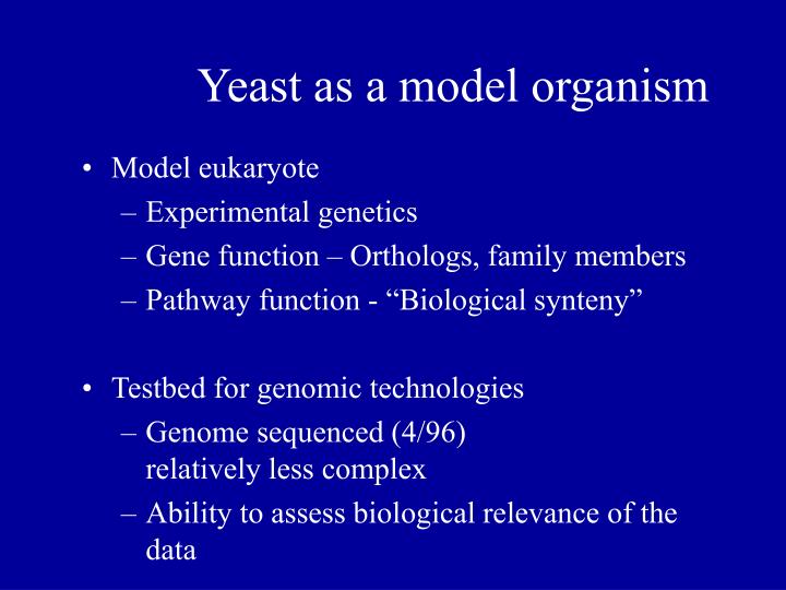 PPT - Yeast as a model organism PowerPoint Presentation, free download ...