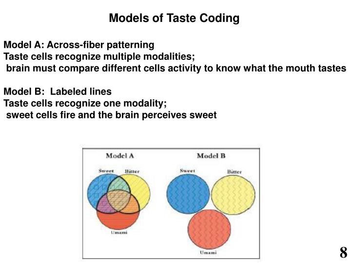 PPT - The Sense of Taste PowerPoint Presentation - ID:3411945