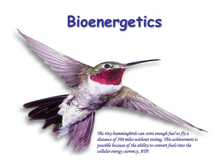 PPT - Bioenergetics PowerPoint Presentation, free download - ID:3412835