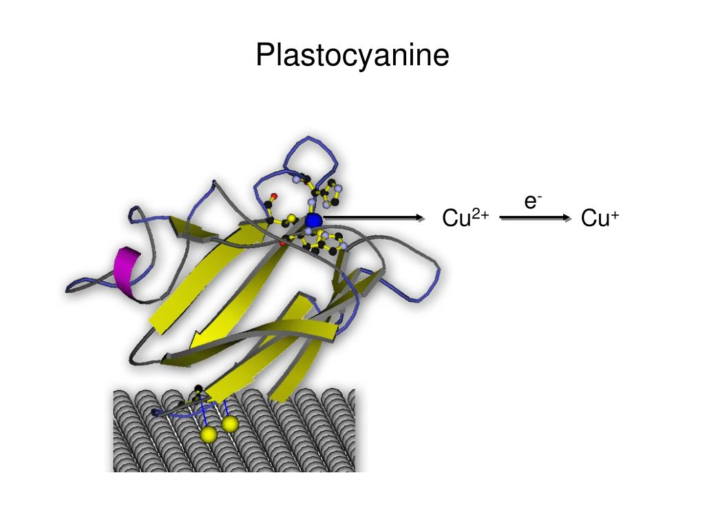 PPT - Chemo- en fotosynthese PowerPoint Presentation, free download ...