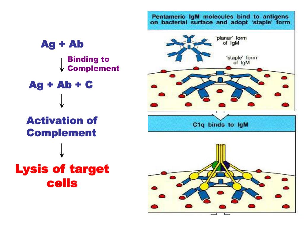 PPT - Exp Ⅲ 1. Analysis of antibody-forming cells in vitro——QHS 2 ...