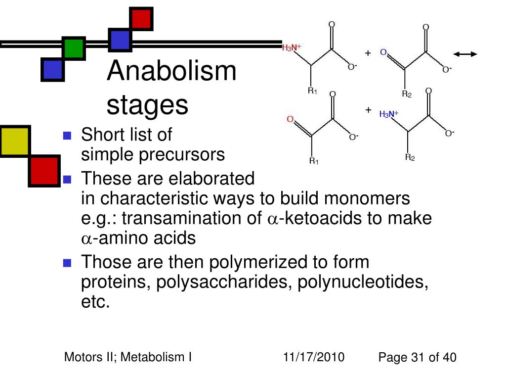 PPT - Motors II; General Metabolism I PowerPoint Presentation, free ...