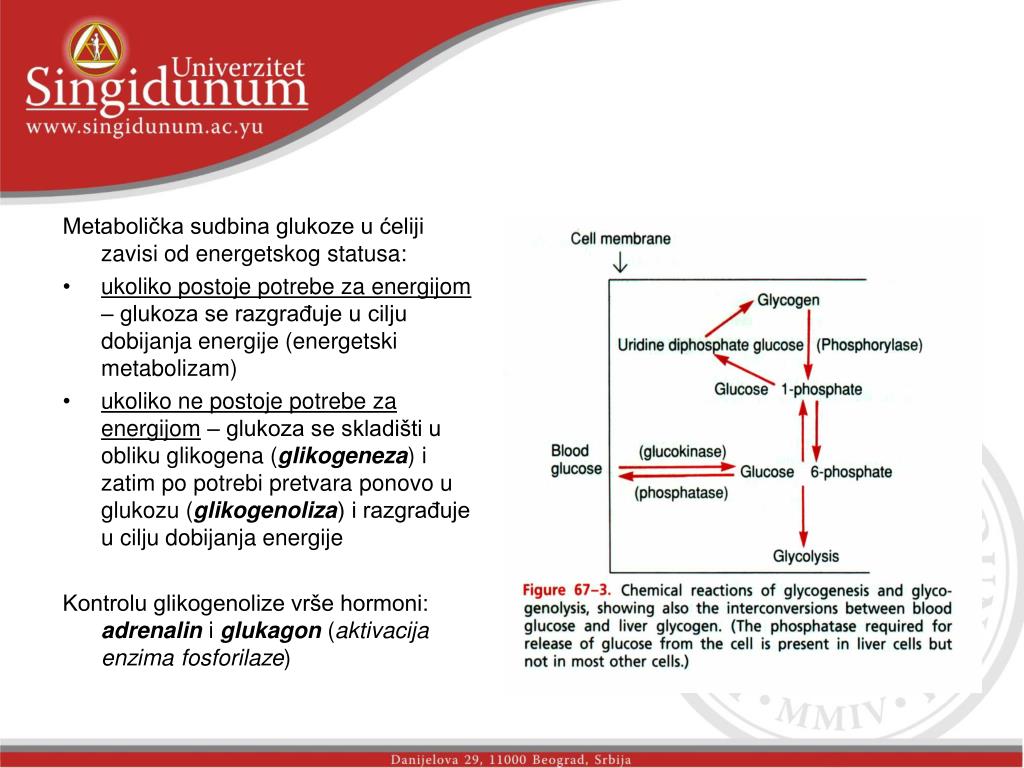 PPT - ENERGETSKI METABOLIZAM V, VI nedelja Prof. dr Mirko Rosić ...